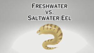 Wolf Eels: A Complete Guide – Eeliad
